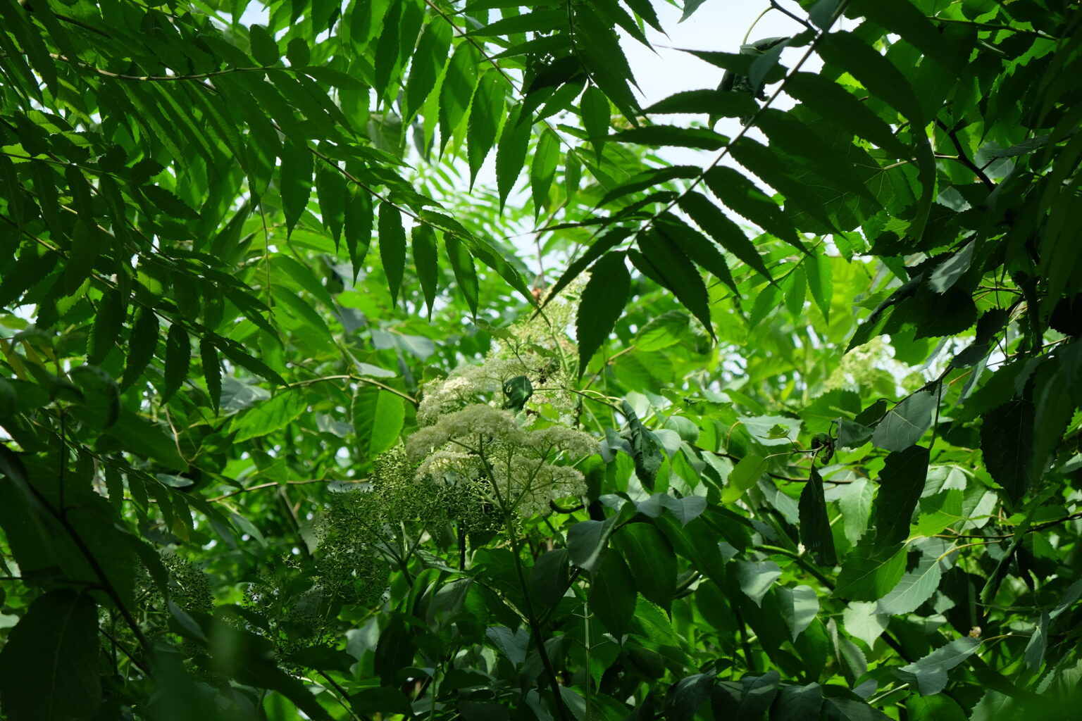 Rewilding in Action: A Journey Through the Miyawaki Forest in Cambridge ...